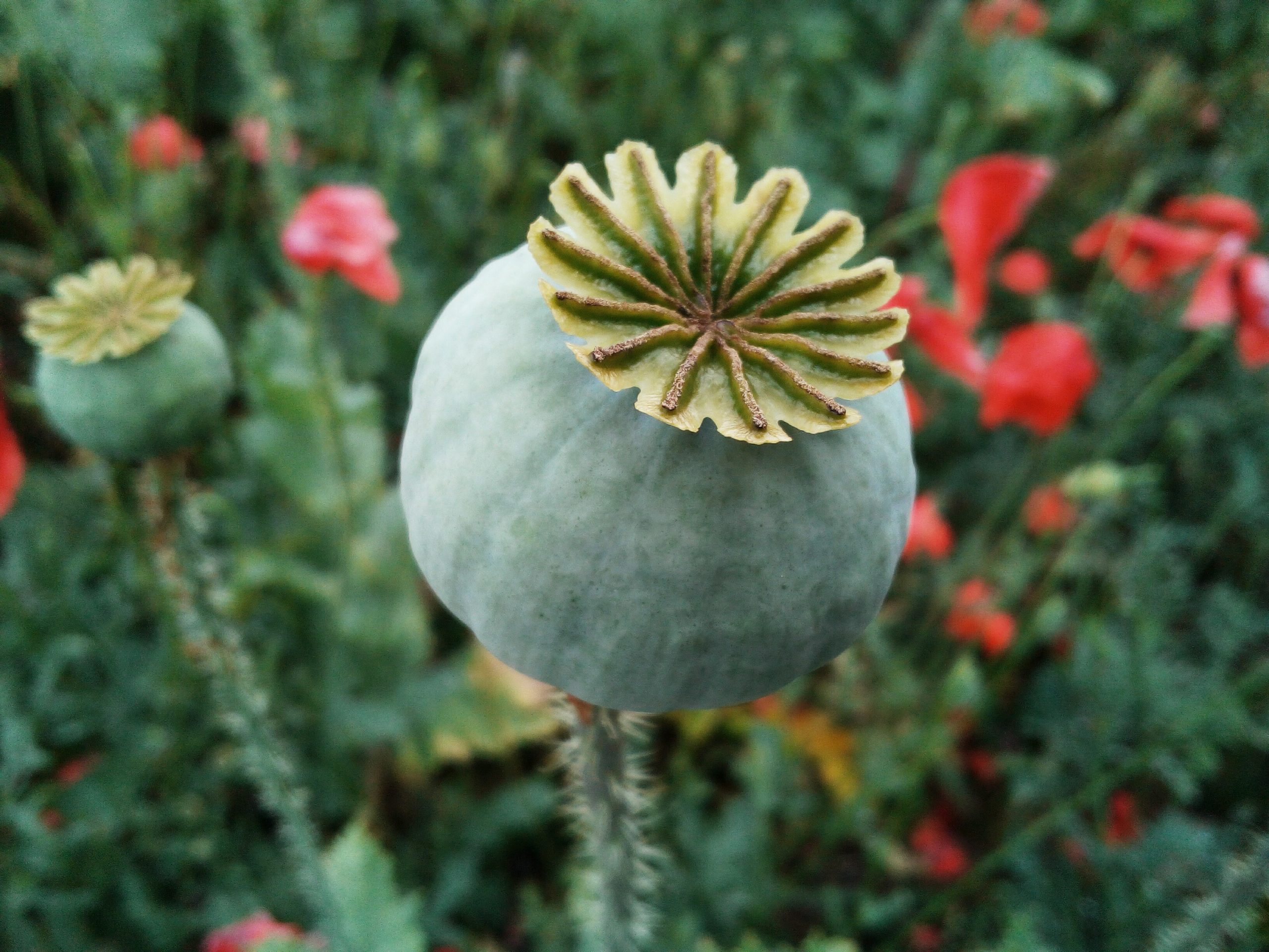 Papaver somniferum (Schlafmohn) – Pflanzenundpilze